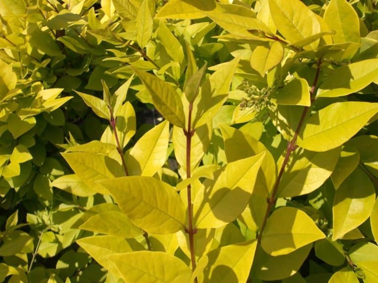 Golden Privet | Ligustrum x vicaryi | CANADA