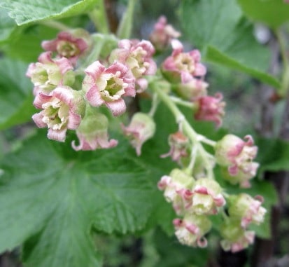 Ribes nigrum - BambooPlants.ca