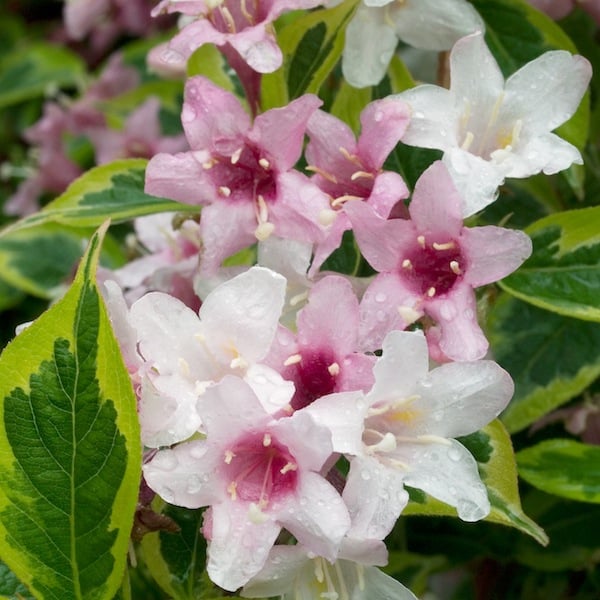 Variegated Weigela | Weigela florida 'Variegata' | CANADA