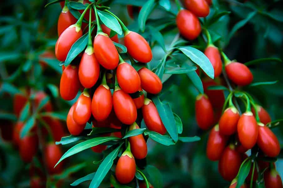 Firecracker Goji Berry | Wolfberry Plant | Lycium barbarum 'Firecracker'