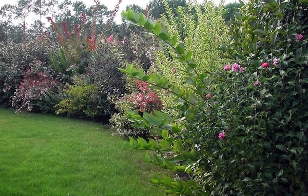 Ornamental Hedge Shrubs - Your best Combo Packages & 10 Plant Value ...