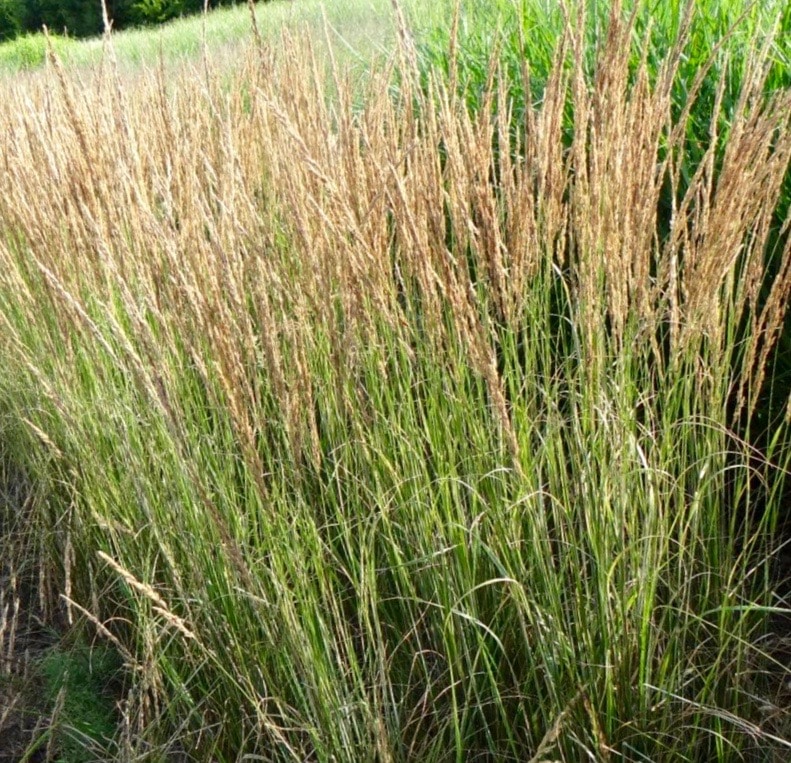 Feather Reed Grass | Calamagrostis acutiflora 'Overdam'