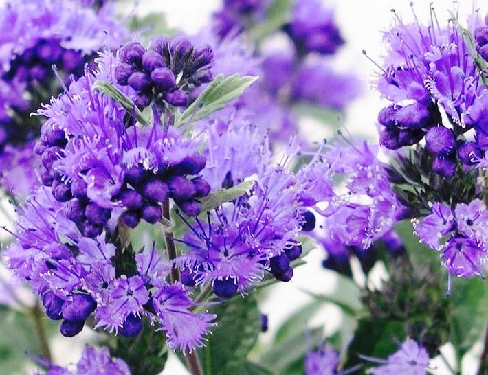 Blue spirea | Bluebeard | Caryopteris x clandonensis 'Dark Knight'