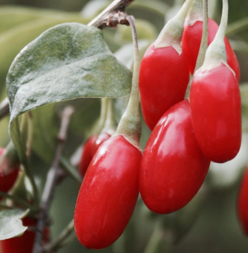 Buy Goji Berry Plant | Lycium barbarum 'Dynamite' | CANADA