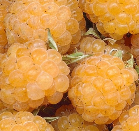 Yellow Raspberry | Rubus idaeus 'Anne' | Anne Raspberry