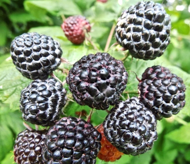 Jewel Black Raspberry | Rubus occidentalis 'Jewel' | CANADA