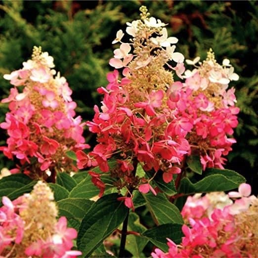 Pink Diamond Hydrangea | Hydrangea paniculata 'Interhydia' | CANADA