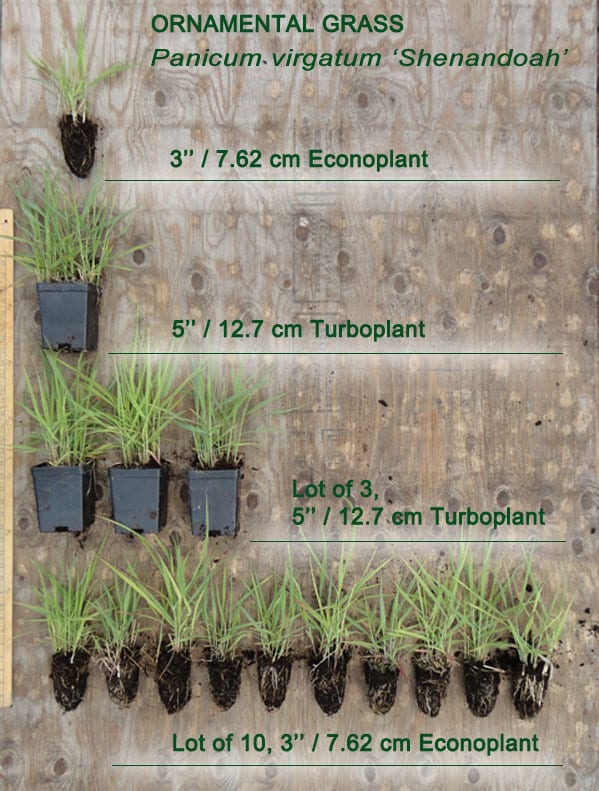 Pot Sizes - BambooPlants.ca