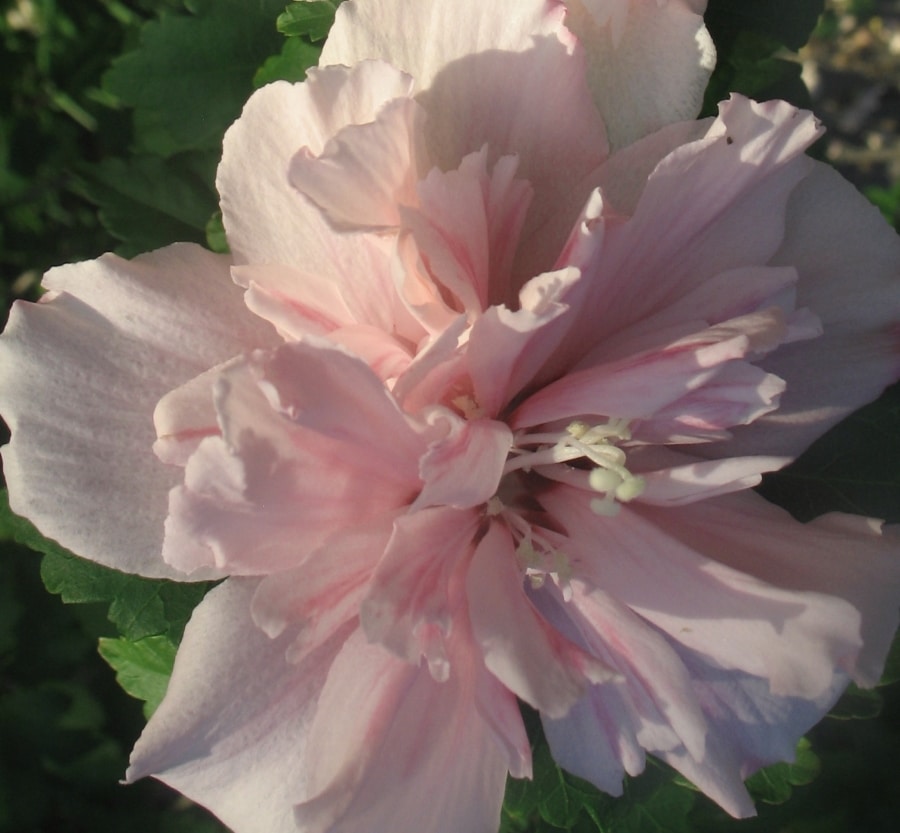 Pink-flowered Rose of Sharon | Hibiscus syriacus 'Blushing Bride'
