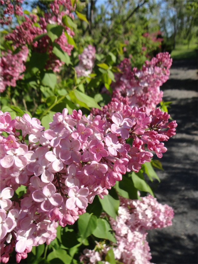 Early Flowering Lilac | Syringa x hyacinthiflora 'Maiden's Blush'
