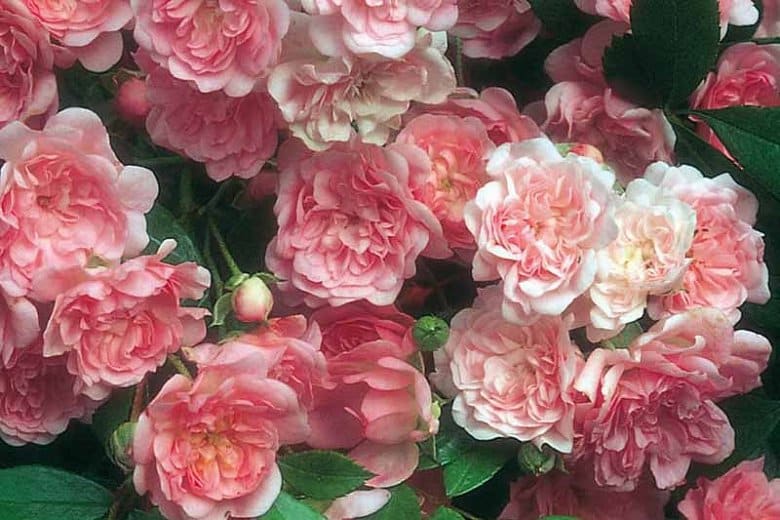 Rosa 'The Fairy' - BambooPlants.ca