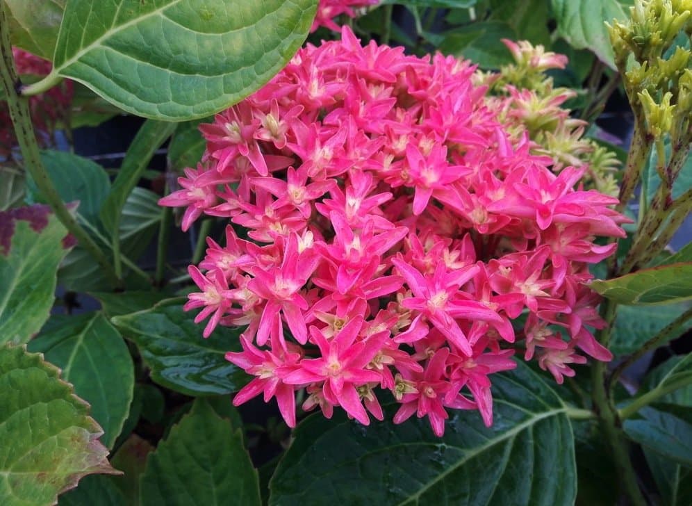 Hydrangea macrophylla x paniculata 'Princess Diana' WOWTime® ('H21-3 ...