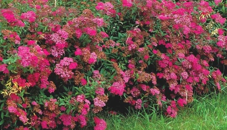 11 Must Have Spirea Shrubs for Dramatic Modern Gardens in Canada